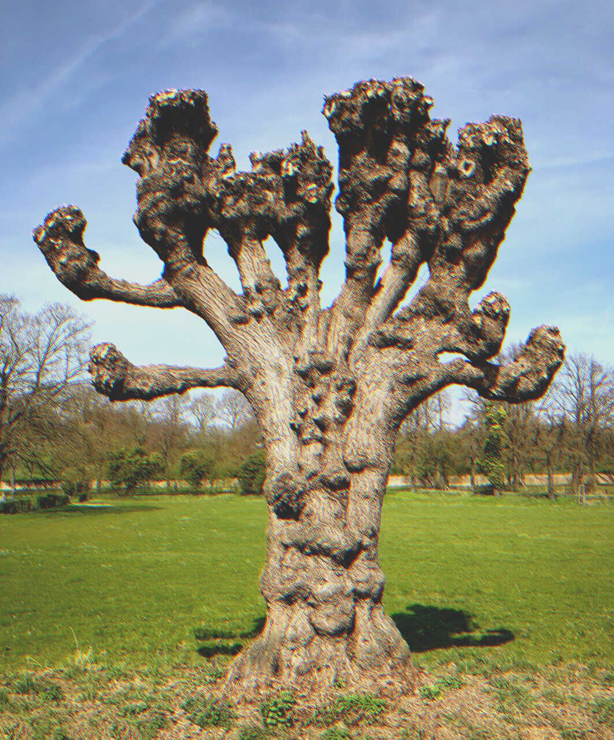 Man Cuts Down Old Family Tree, Finds Great-Grandfather's Fateful ...