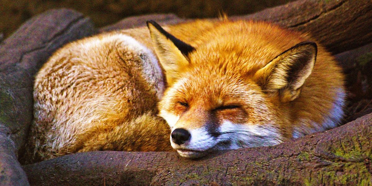 38 Fox Quotes: Time for This Tiny Trickster to Have Its Say